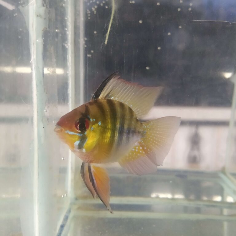 Balloon German Ram (Mikrogeophagus ramirezi) | Balloon German Ram ...