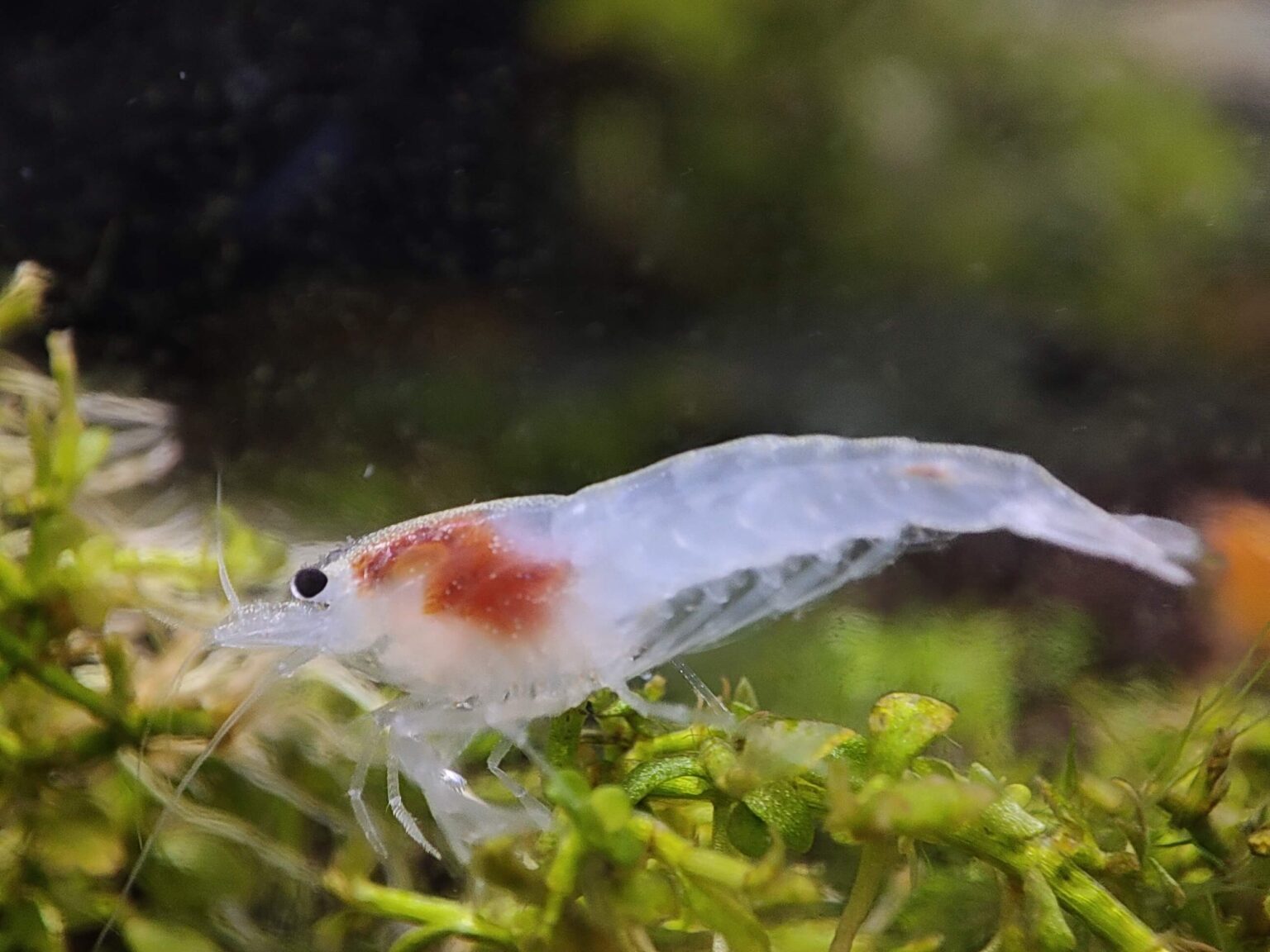 Snowball shrimp (Neocaridina cf zhangjiajiensis var. White) | Snowball ...