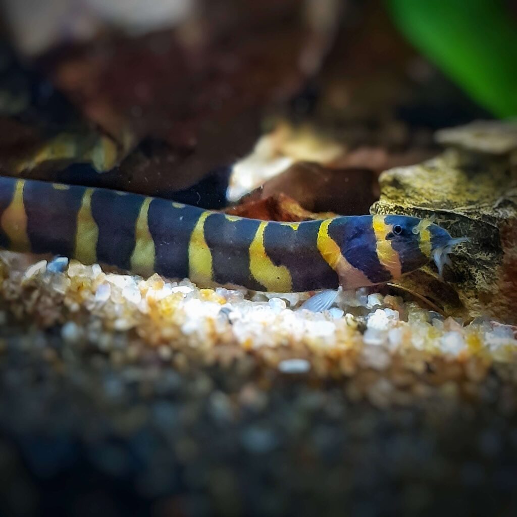 Kuhli Loach (Pangio kuhlii) | Kuhli Loach (Pangio kuhlii)