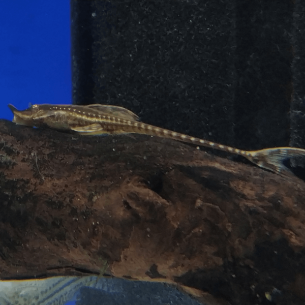 Royal Whiptail catfish (Sturisoma Barbatum) | Royal Whiptail catfish ...