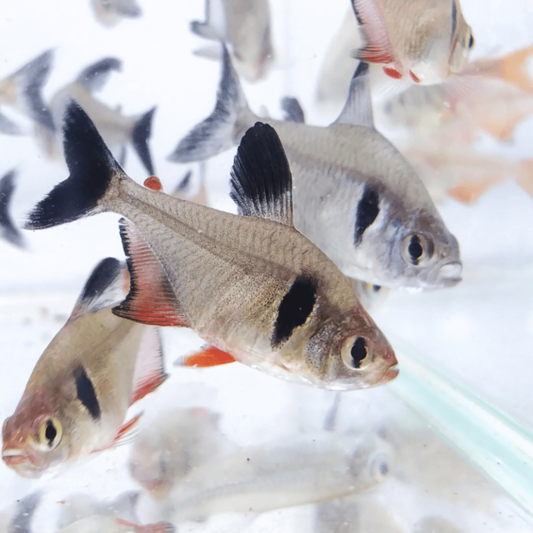 Red Phantom tetra (Hyphessobrycon sweglesi) | Red Phantom tetra ...
